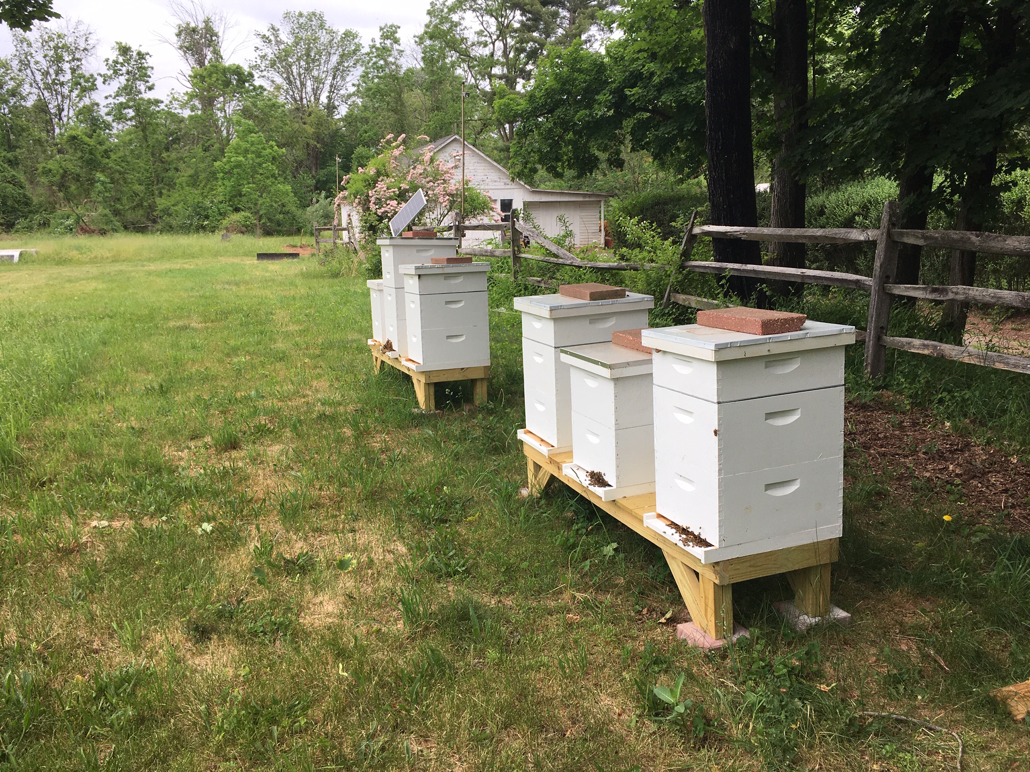 Hosting Bee Hives – Princeton Apiaries